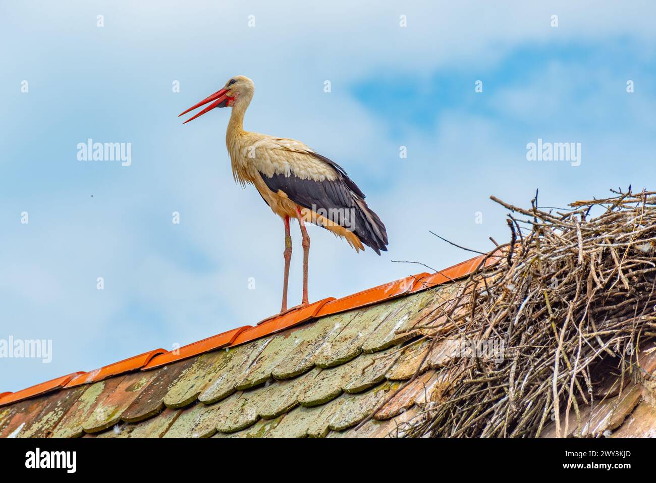 White storks nesting at Croatian village Cigoc Stock Photo - Alamy