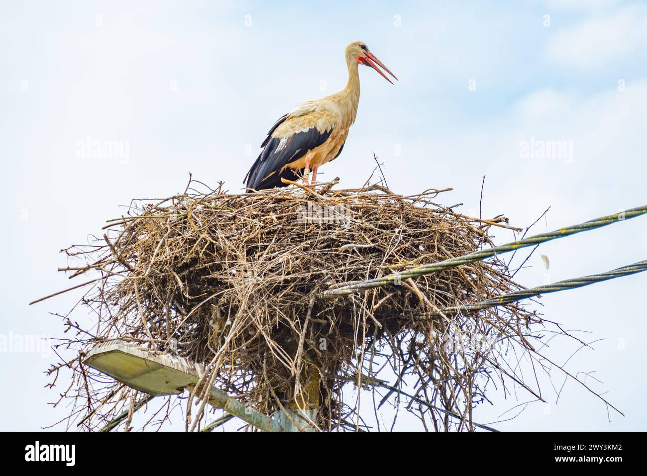 White storks nesting at Croatian village Cigoc Stock Photo - Alamy