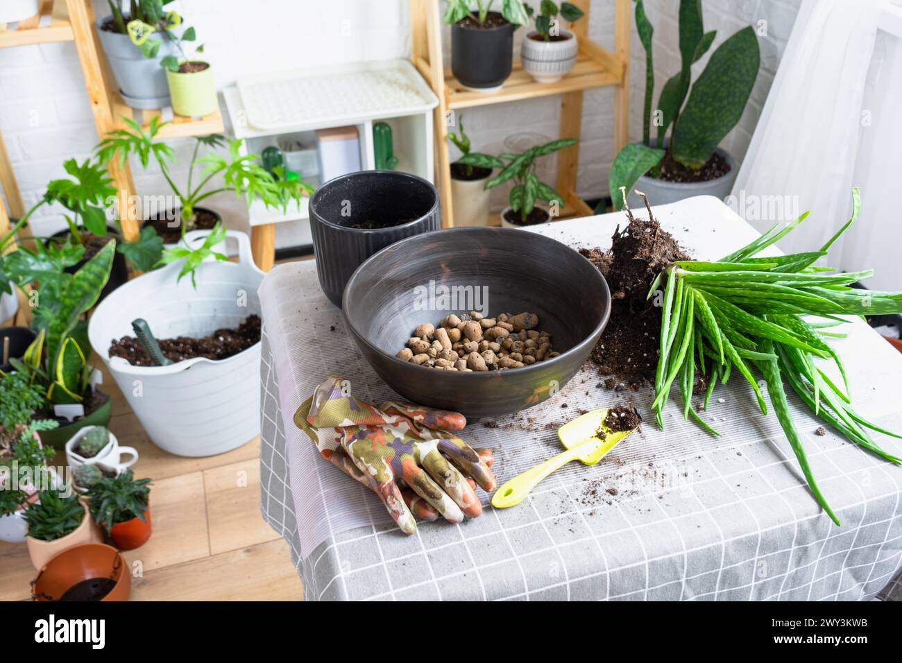 Aloe vera plant root system hi-res stock photography and images - Alamy