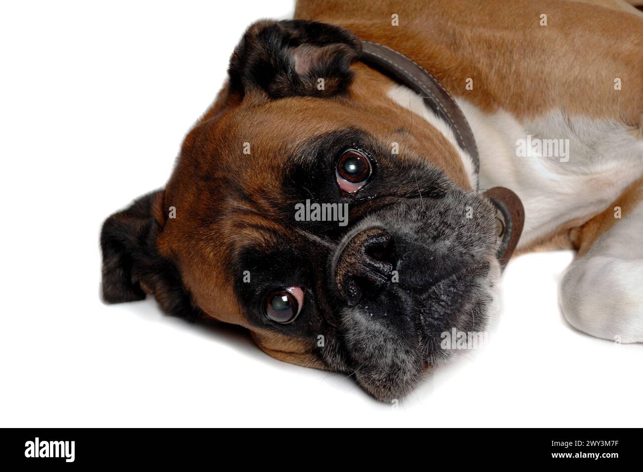 Happy boxer hi-res stock photography and images - Alamy