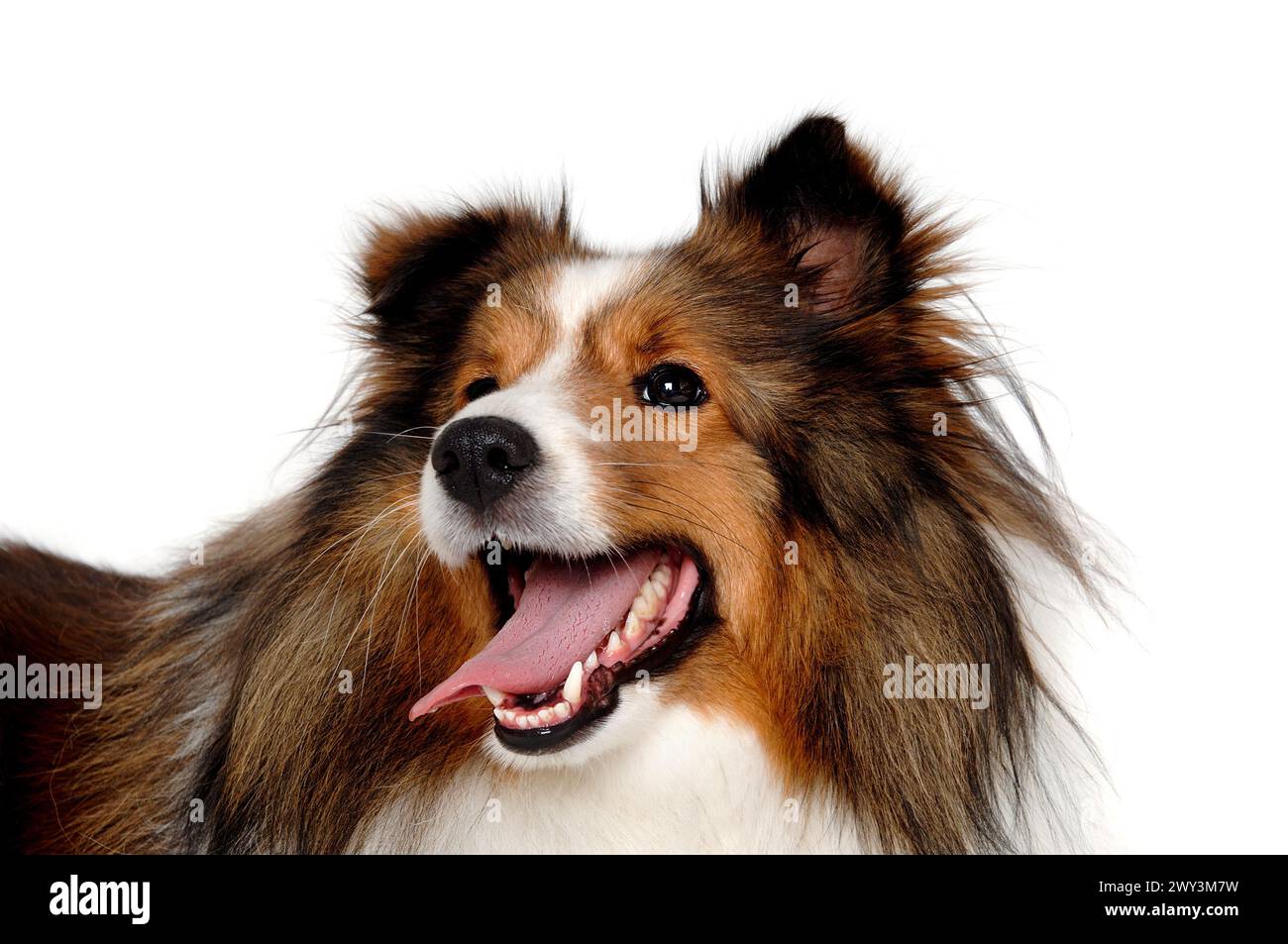 Face of happy shetland sheepdog isolated on at clean white background ...