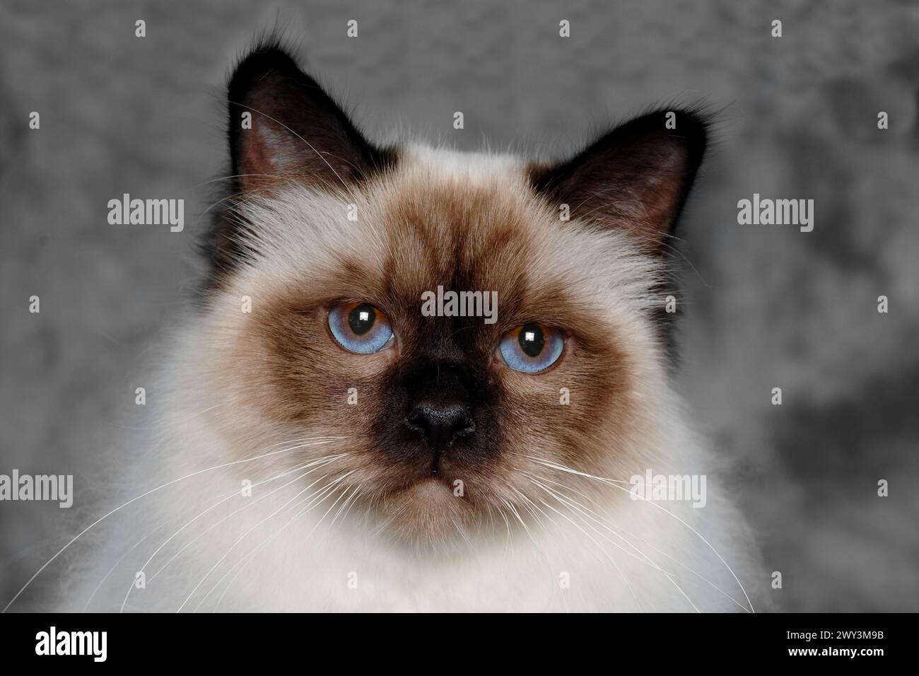 A face of a sad Holy Birman cat Stock Photo - Alamy