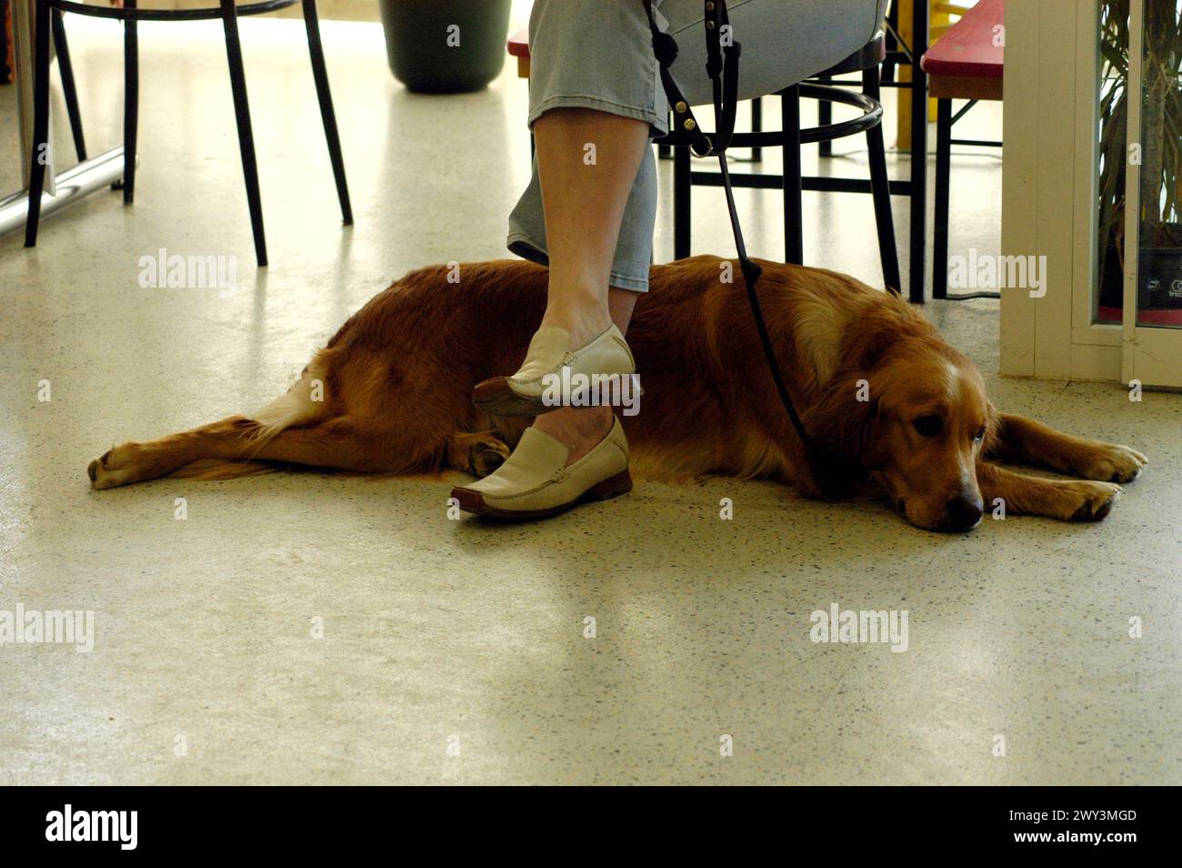 dogs are used in interact with humans a dog in interaction to humans ...