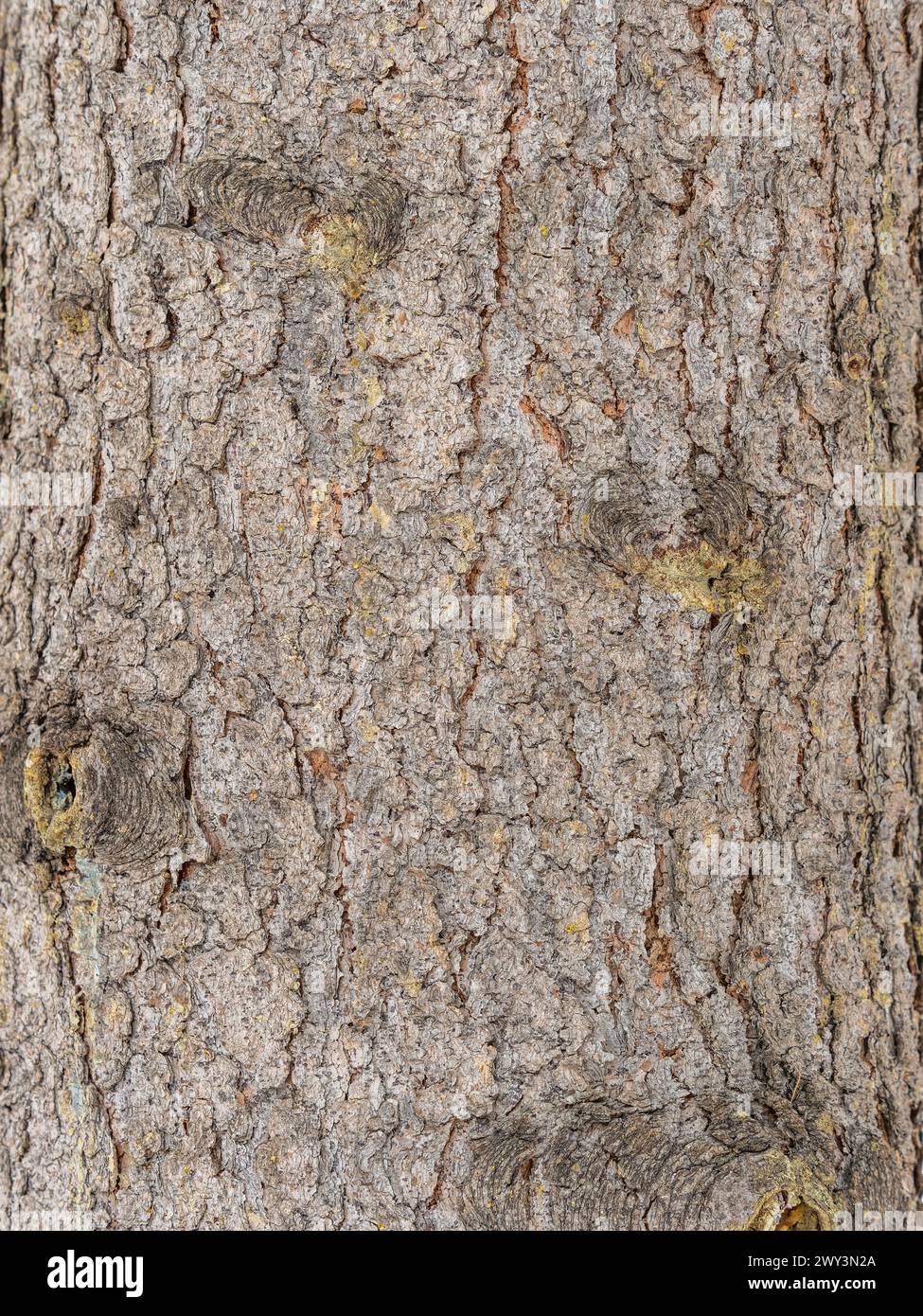 Bark texture and background of a old fir tree trunk. Detailed bark ...