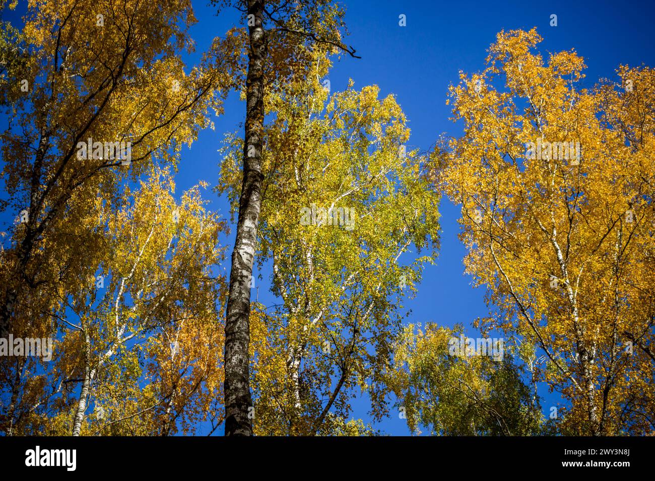 Top trees in birch grove hi-res stock photography and images - Alamy