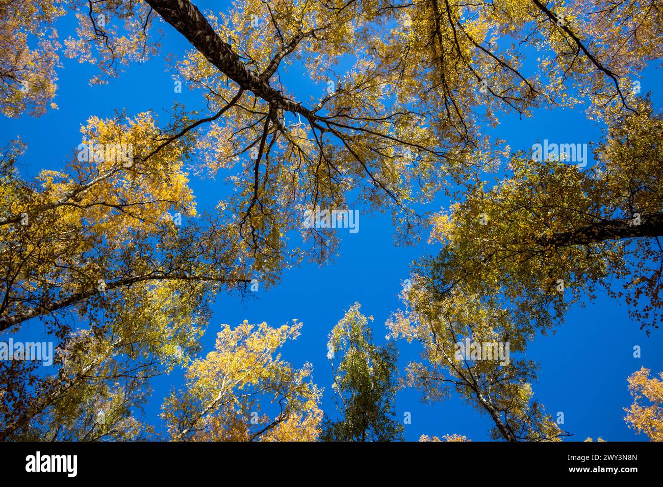 Top trees in birch grove hi-res stock photography and images - Alamy