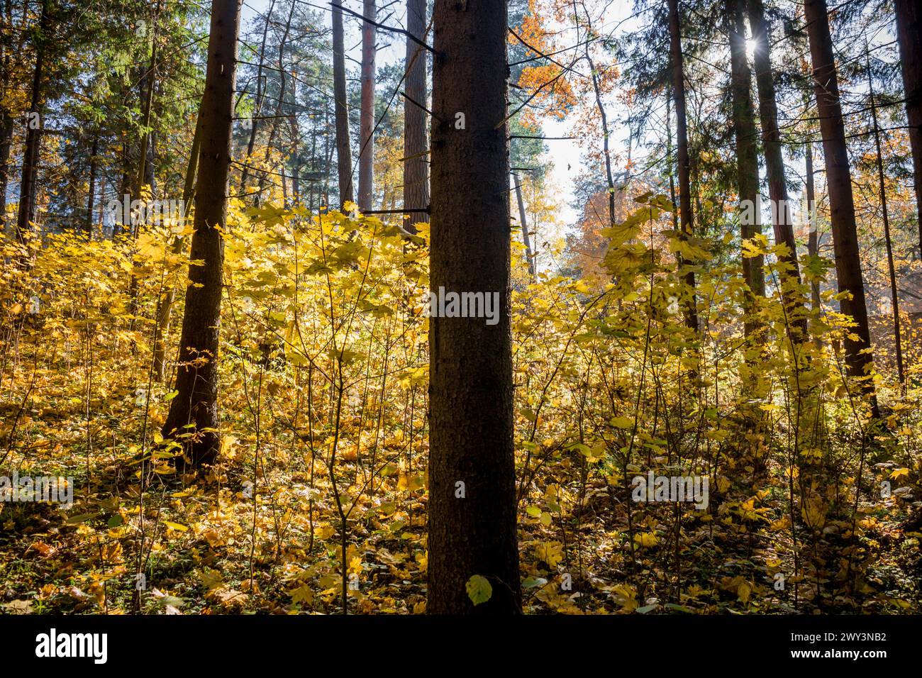 Dark mixed forest with beautiful sunlight Stock Photo - Alamy