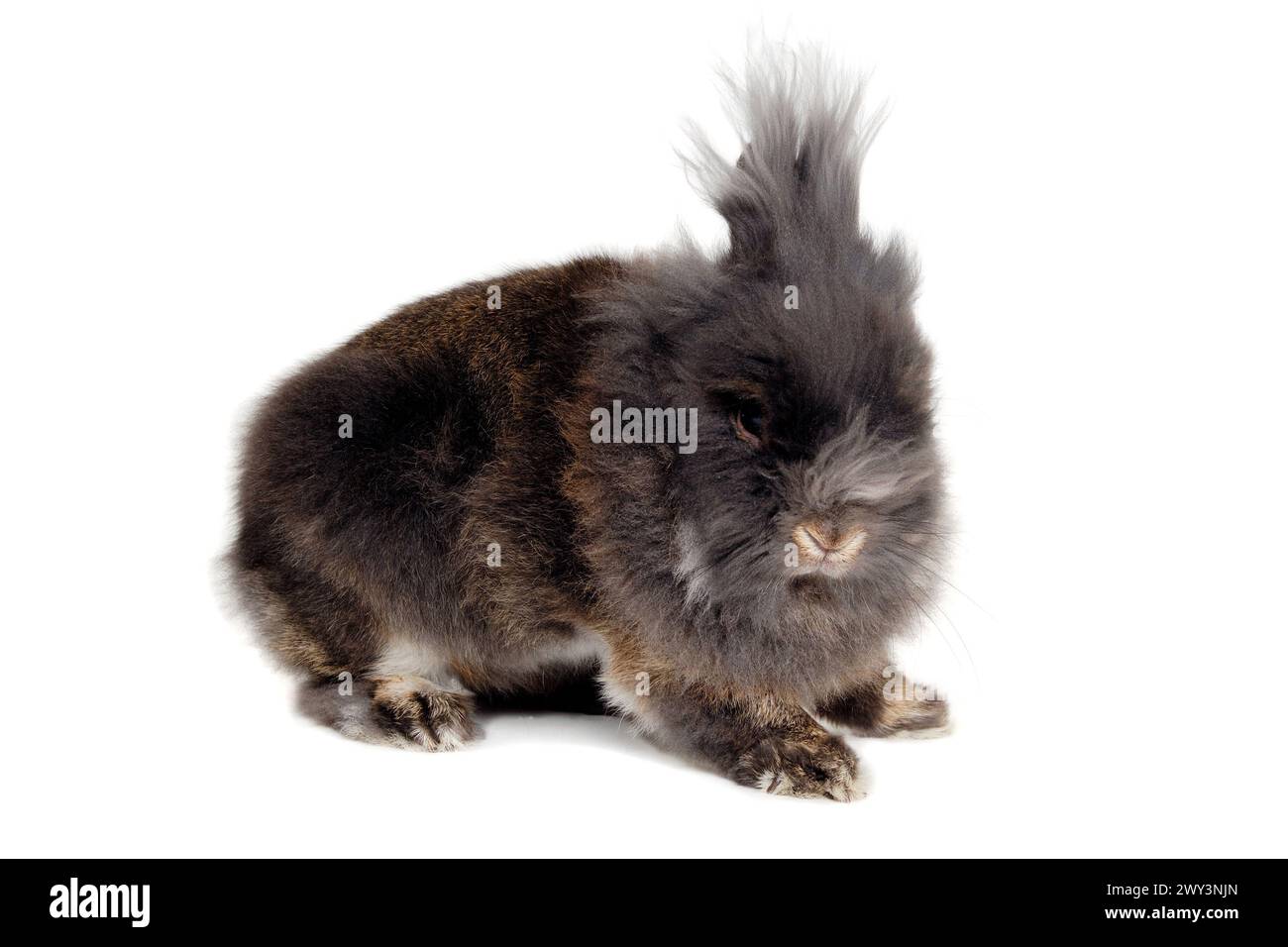 Sweet sad rabbit is sitting on a white background Stock Photo - Alamy