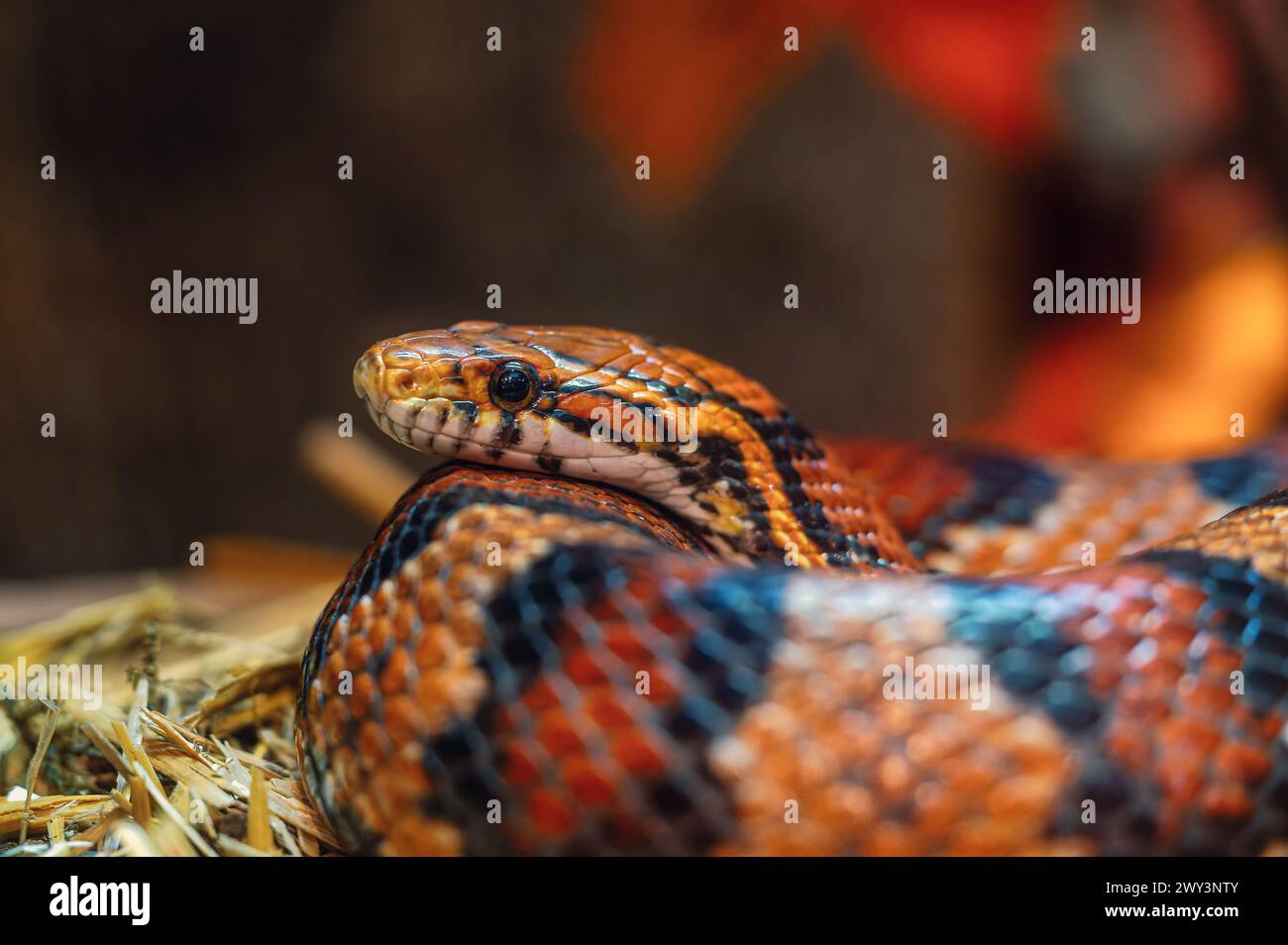 Nature scales hi-res stock photography and images - Alamy