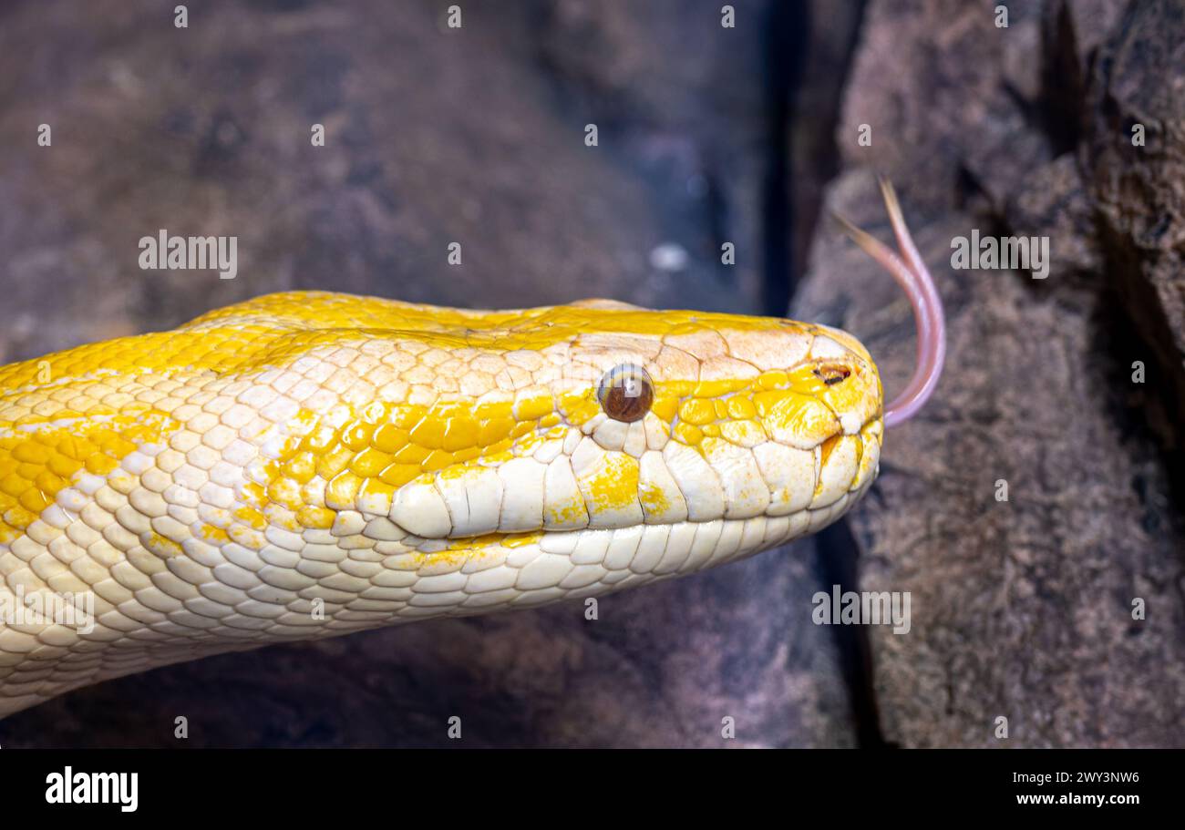 Yellow patterned skin hi-res stock photography and images - Alamy
