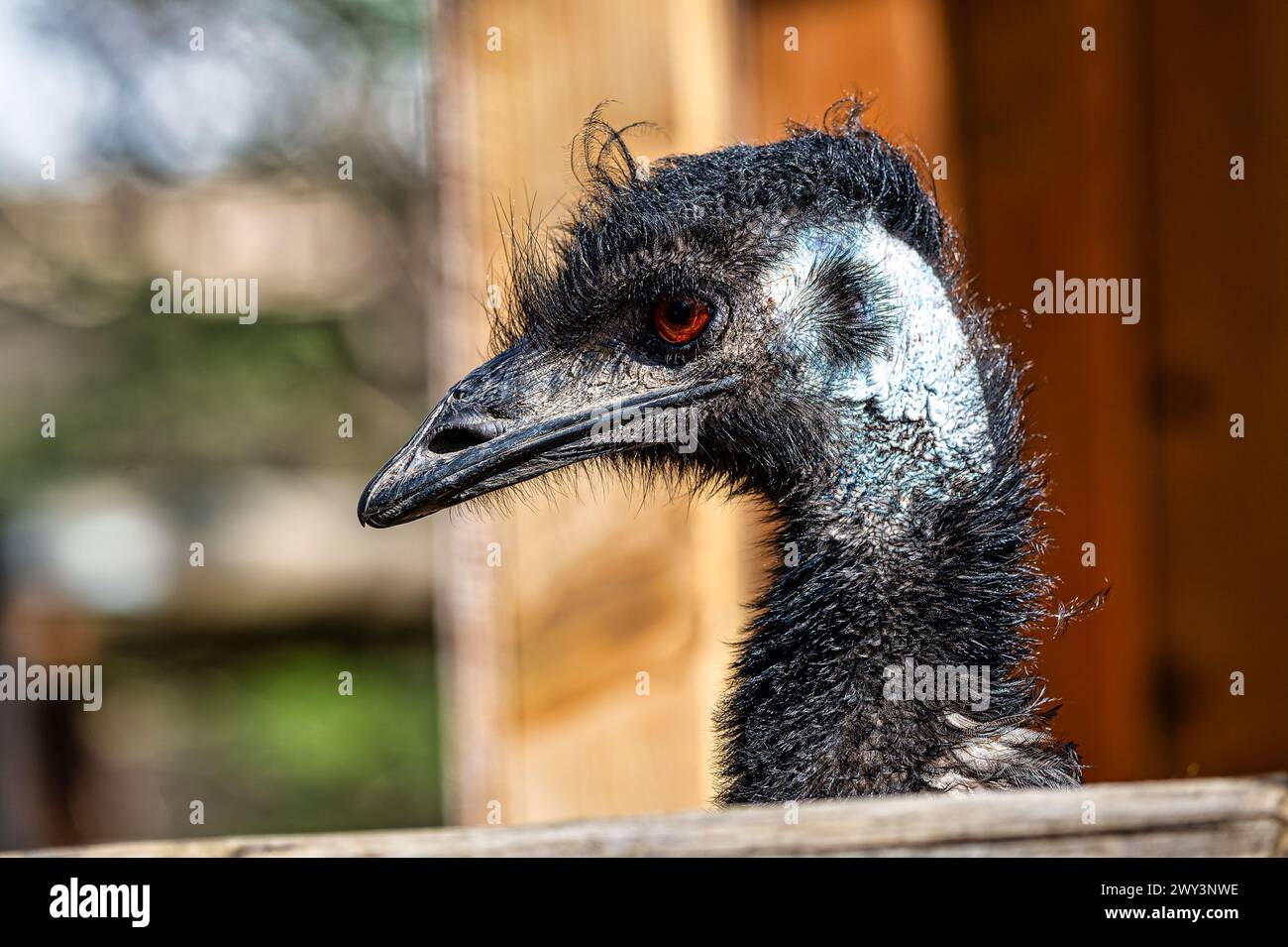 Emu at zoo flightless hi-res stock photography and images - Alamy