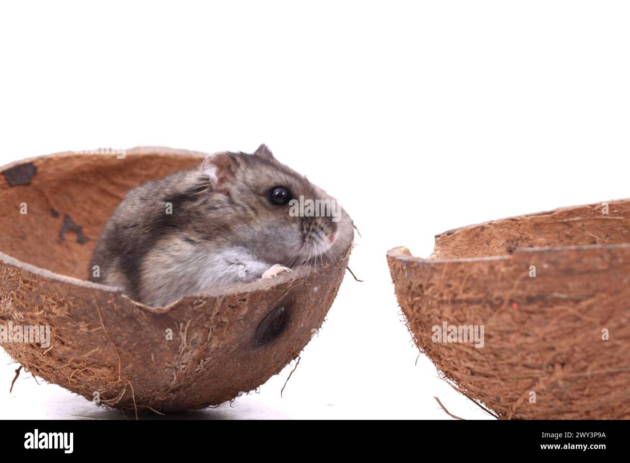 Dzungarian mouse isolated on hi-res stock photography and images - Alamy