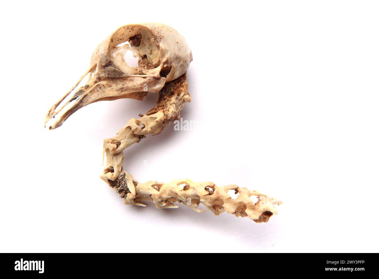 bird skull isolated on the white background Stock Photo - Alamy