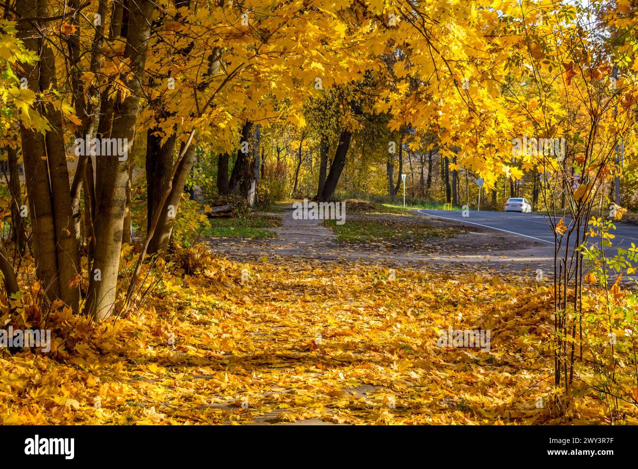 Walking path in fall foliage Stock Photo - Alamy