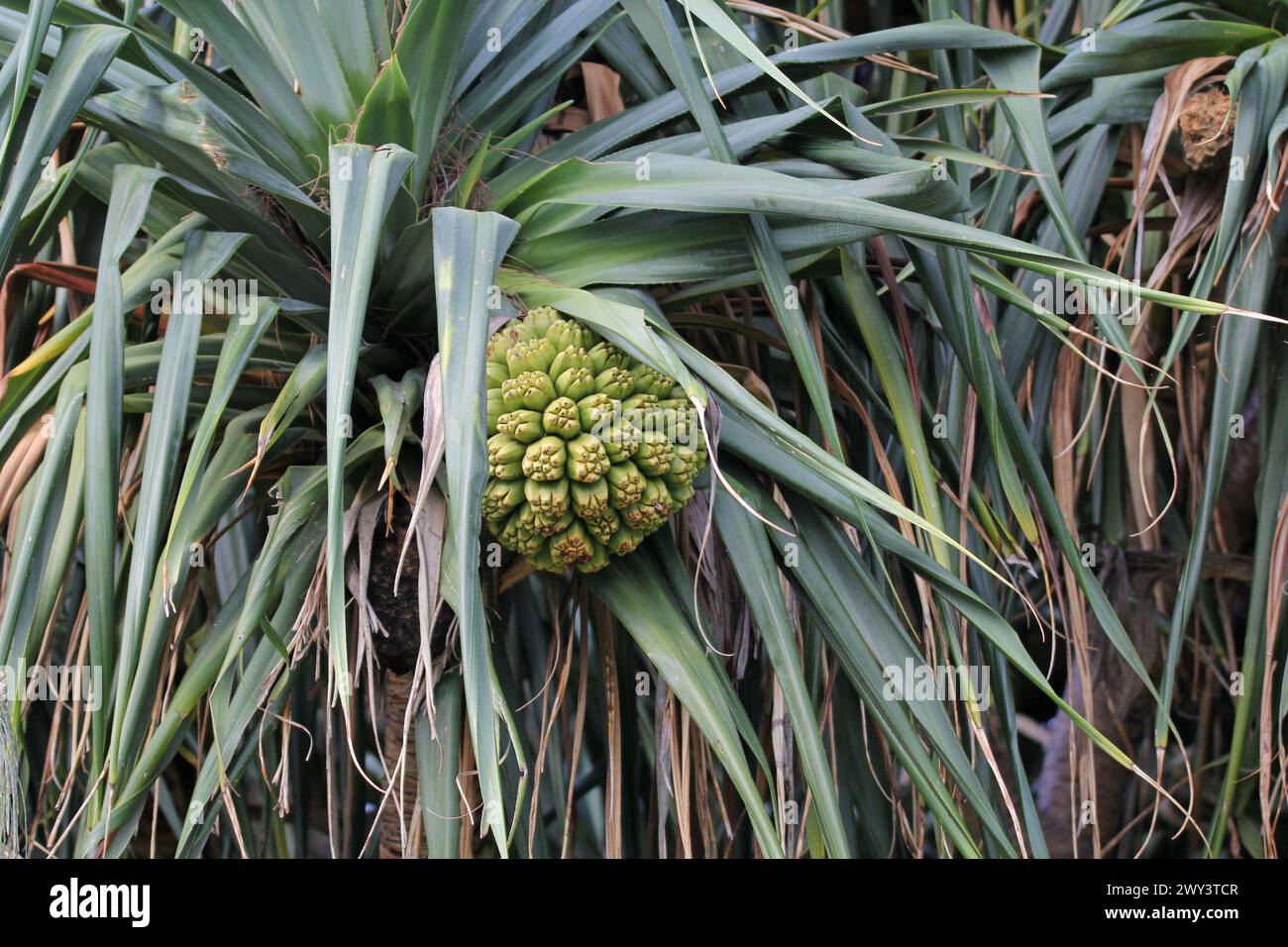 Pandanus screw pine hi-res stock photography and images - Alamy