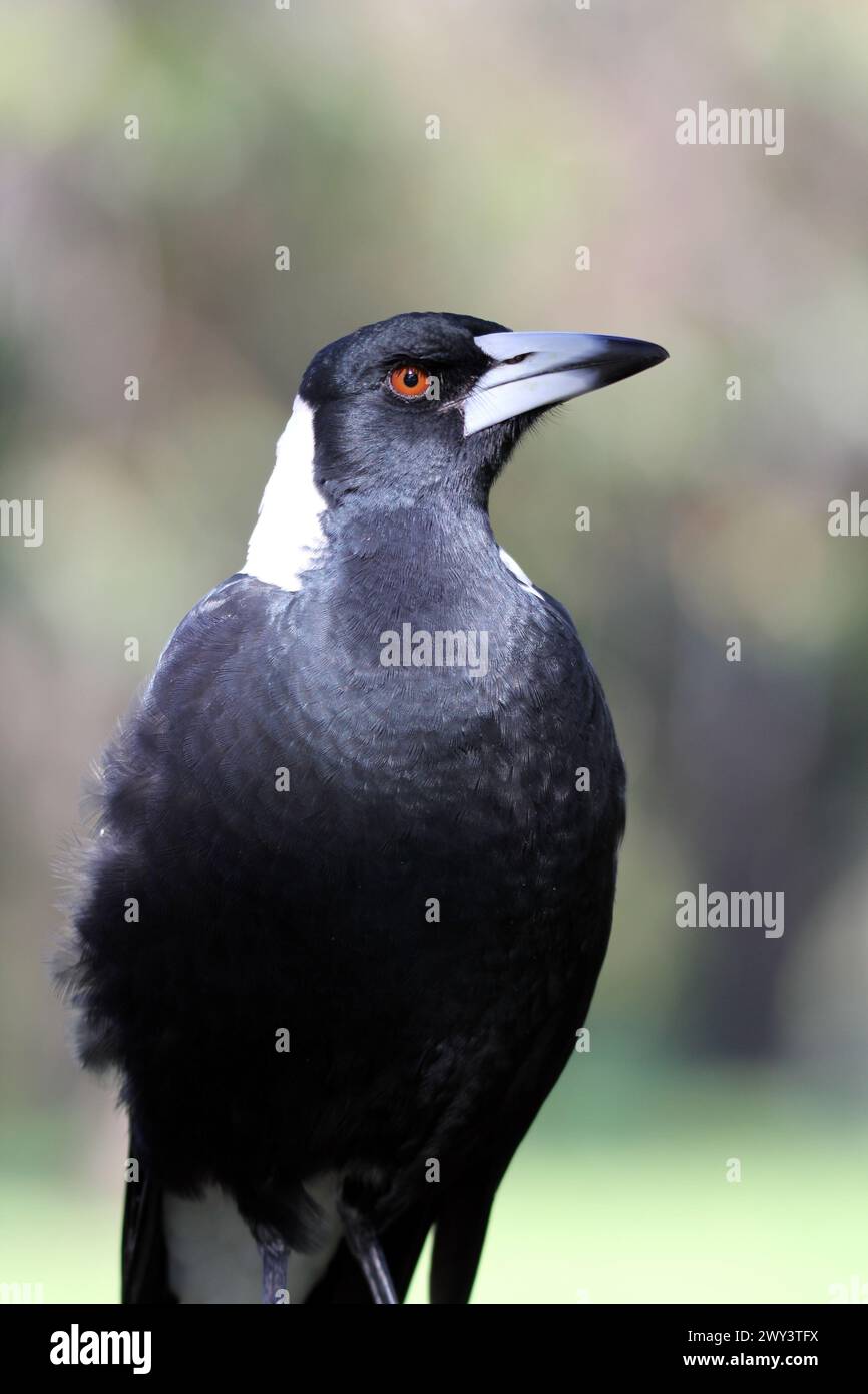 Australian magpie close hi-res stock photography and images - Alamy