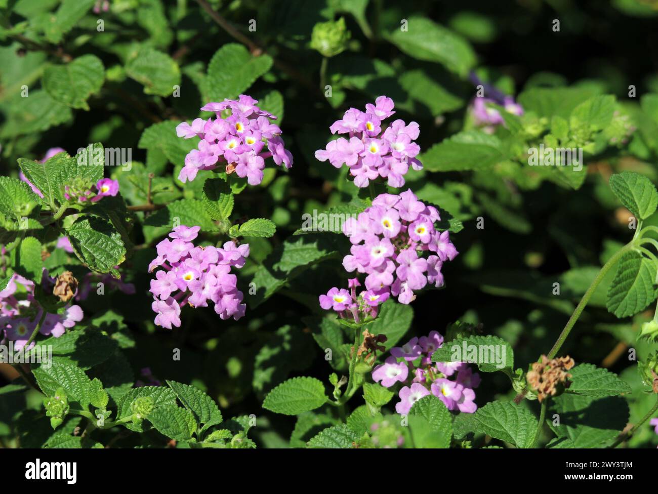 Purple lantana hi-res stock photography and images - Alamy