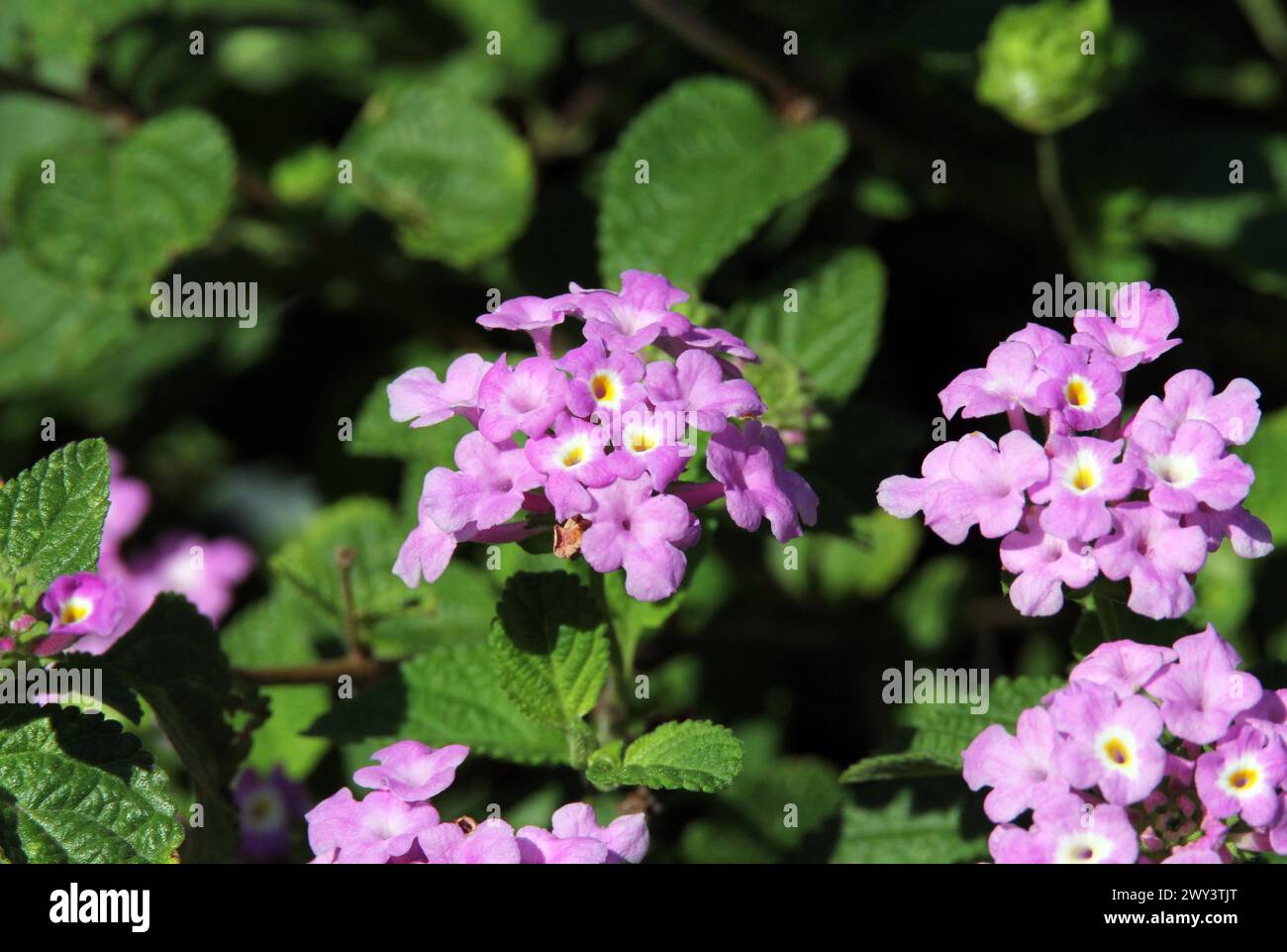 Purple lantana hi-res stock photography and images - Alamy