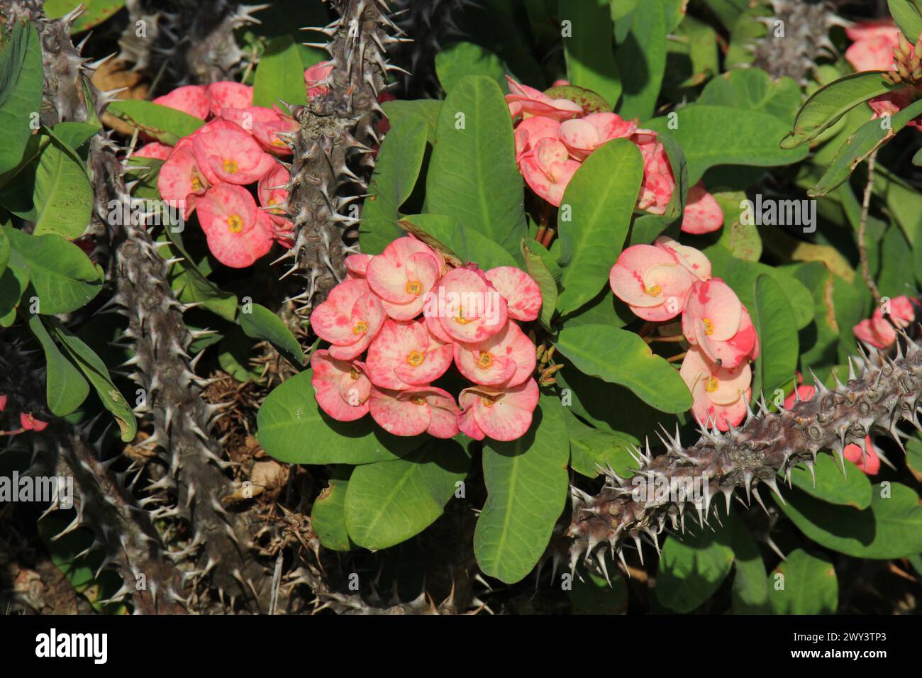Pink flowers on a crown of thorns (euphorbia milii) plant in a garden ...