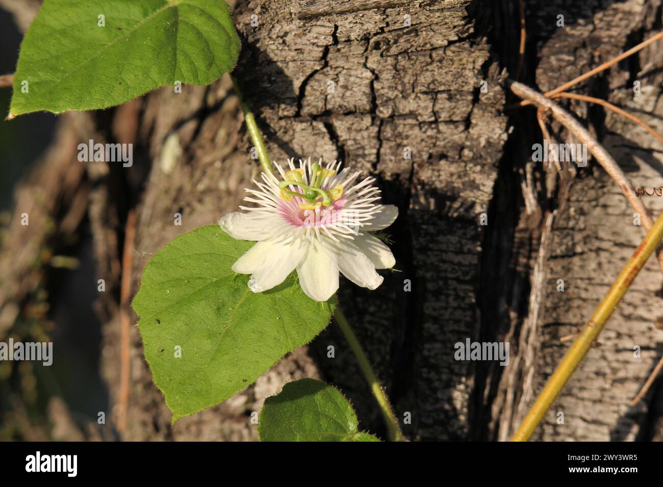 Stinking passion flower (passiflora foetida) on a plant in a garden ...