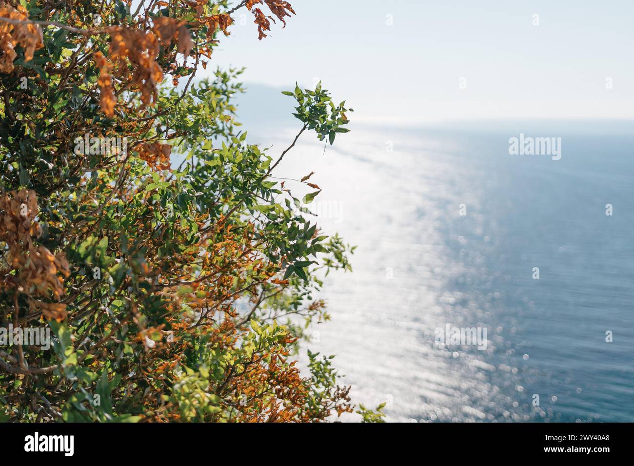 Tree leaves next ocean hi-res stock photography and images - Alamy