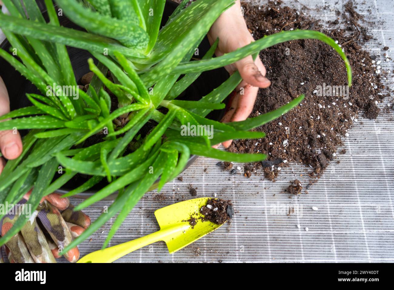 Transplanting Aloe Plants