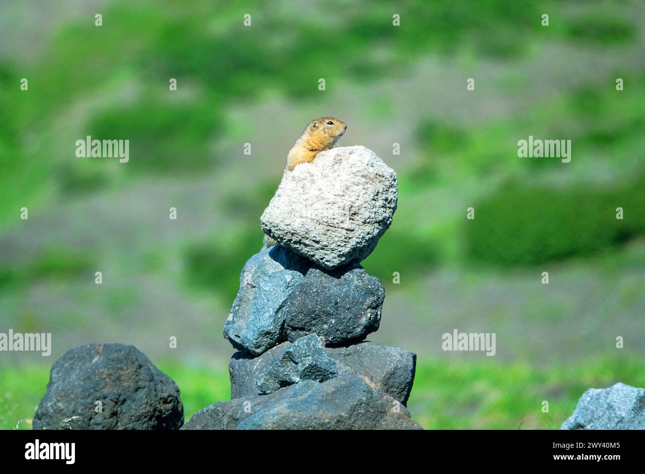 Arctic ground squirrel (Citellus parryi) in Kamchatka it lives on ...