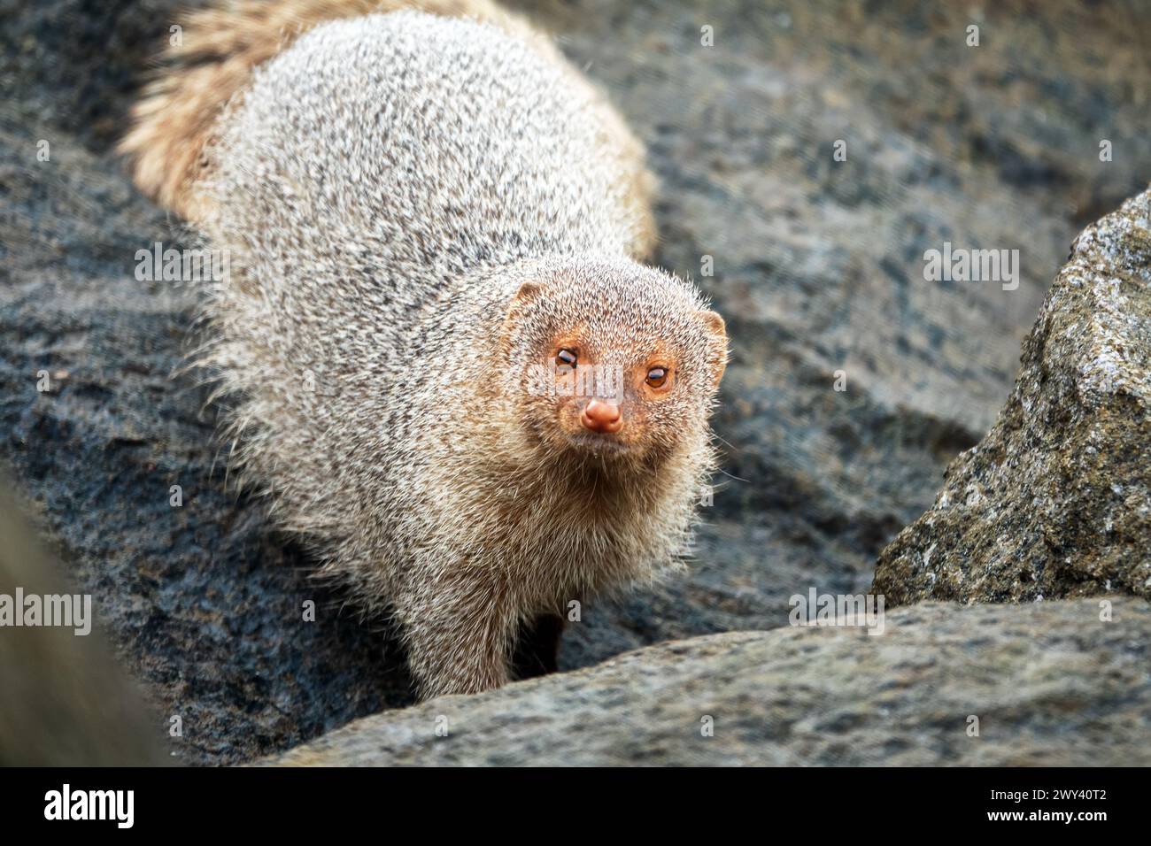 Grey mongooses (Urva edwardsii) in Hormuz Island, Erosed volcanic rock ...