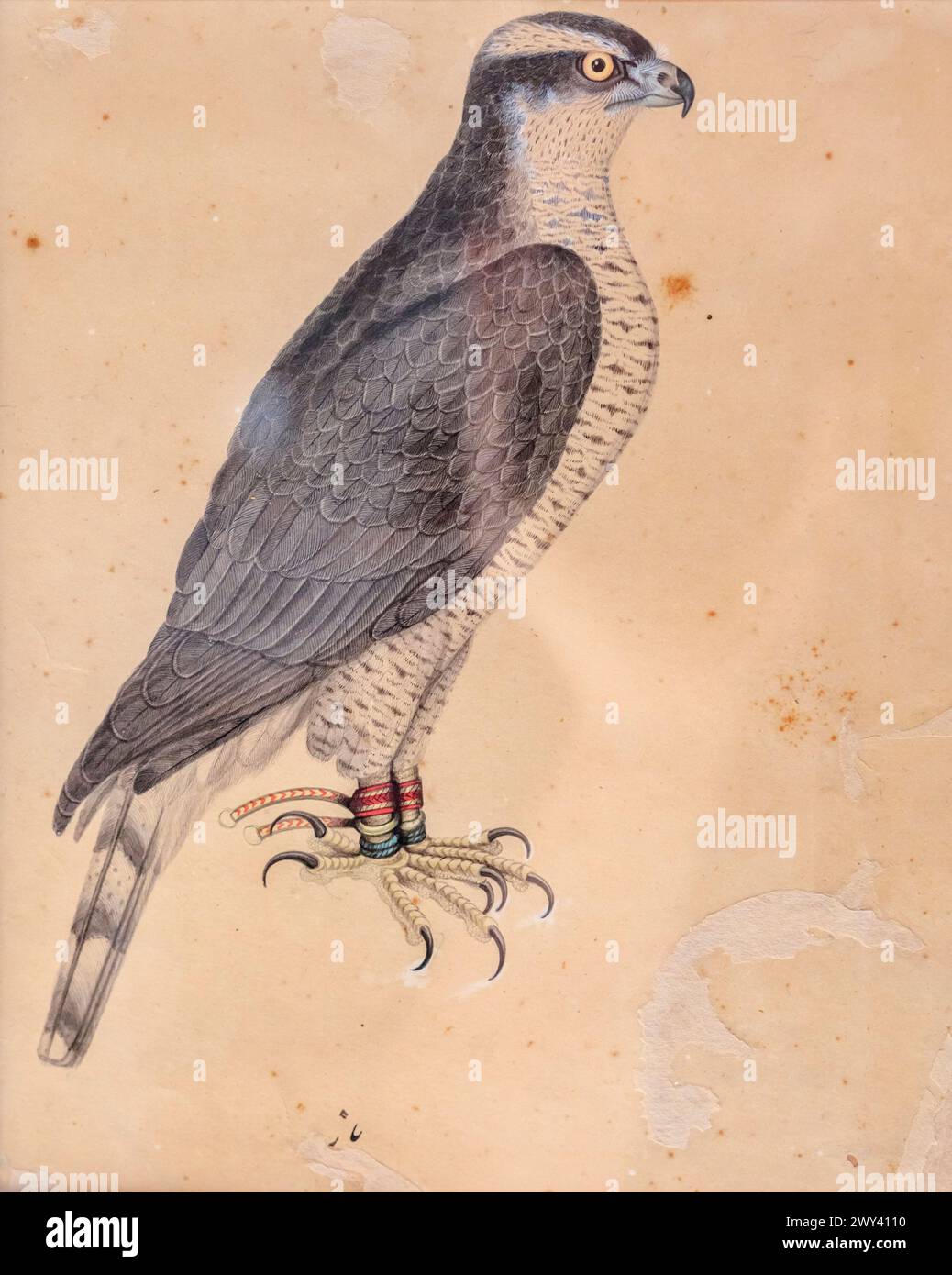 Hawk, Pahari, early 19th century, Punjab, Museum and Art Gallery ...