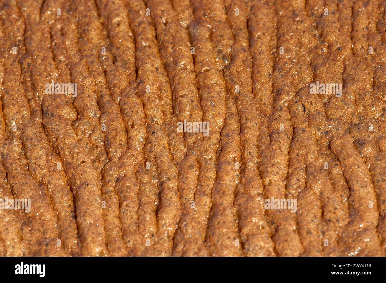 Biofilm. Background is made of mould, organic matter (leaf mold) and ...
