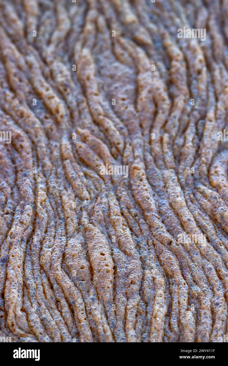 Biofilm. Background is made of mould, organic matter (leaf mold) and ...