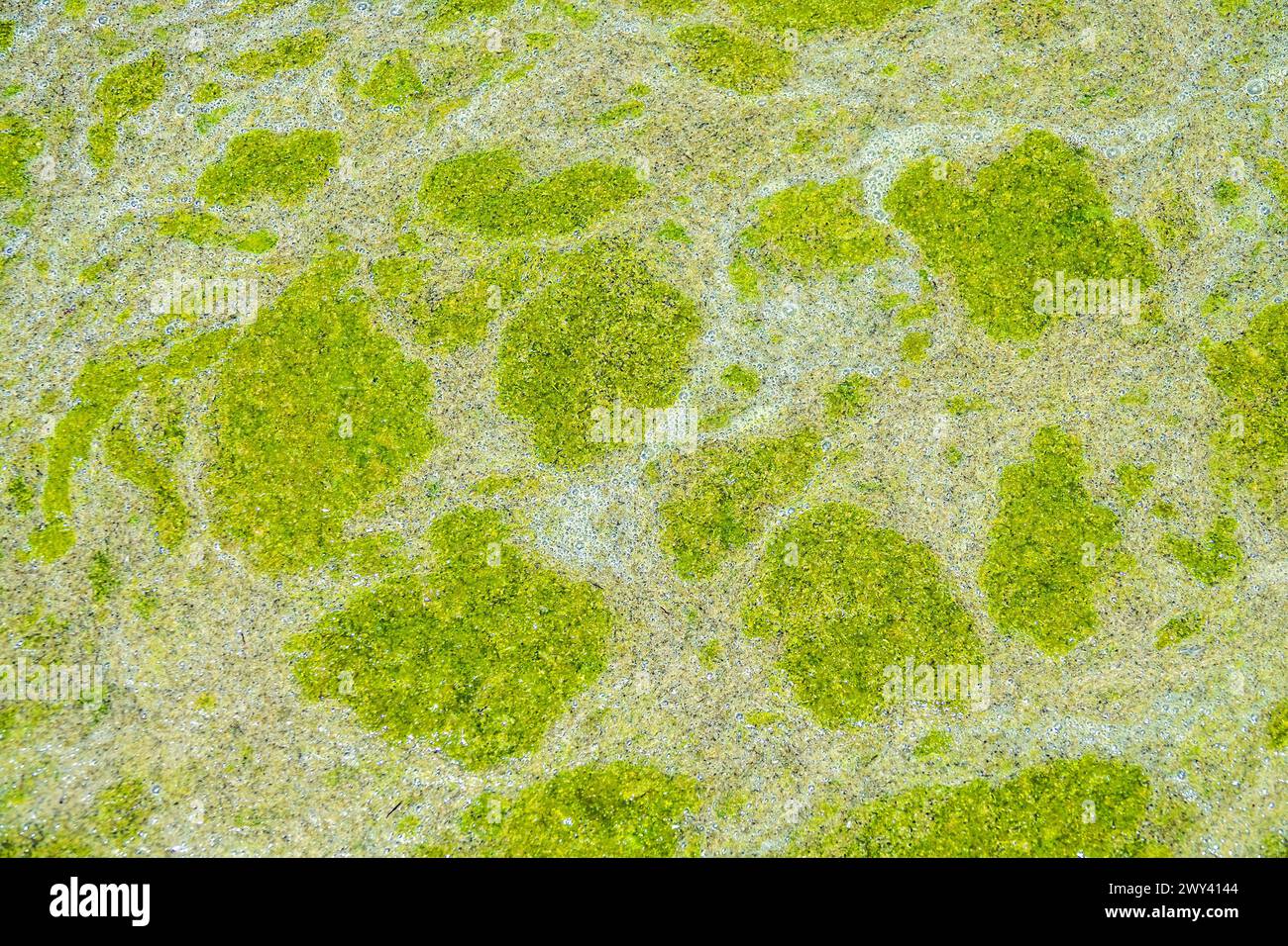Background of plant residues with intervals of water foam. Such ...
