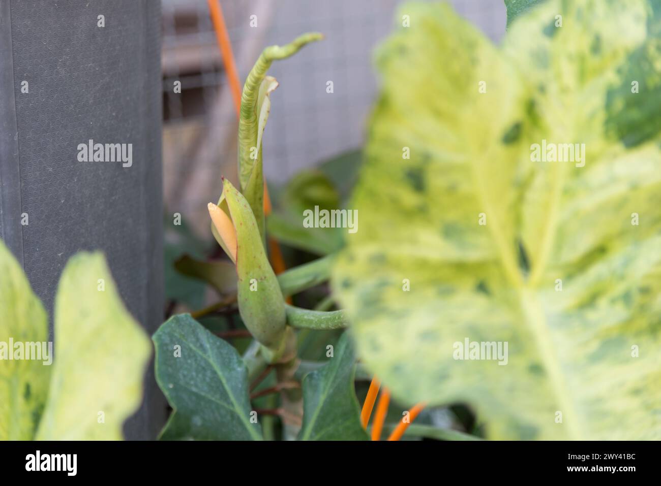 Pollen of paraiso verd hi-res stock photography and images - Alamy