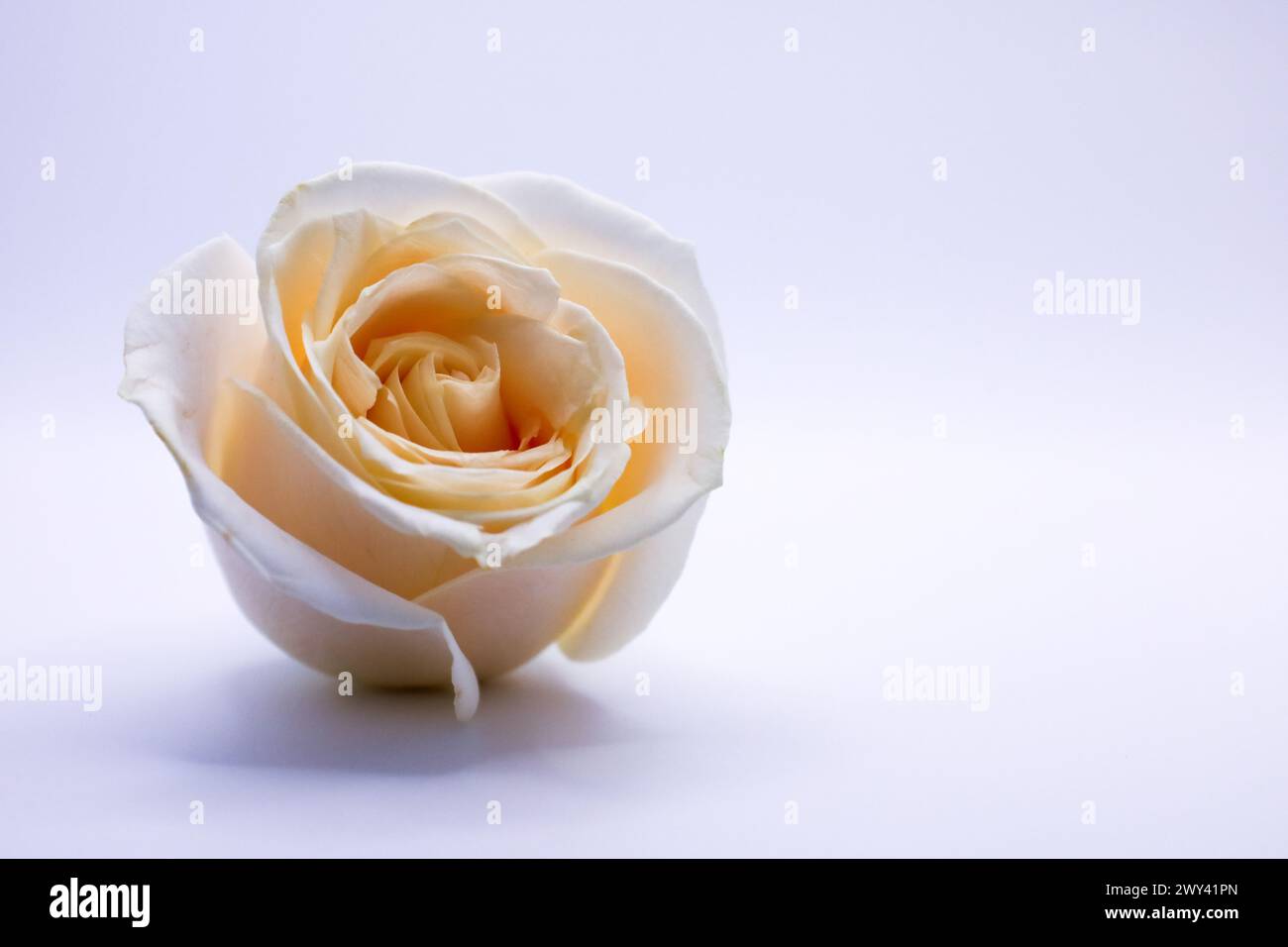 Long thin stems hi-res stock photography and images - Alamy