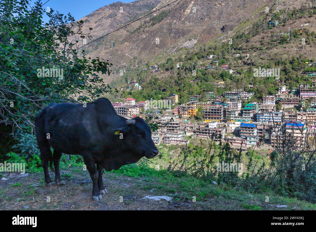 Rampur Bushahr, Himachal Pradesh, India Stock Photo - Alamy