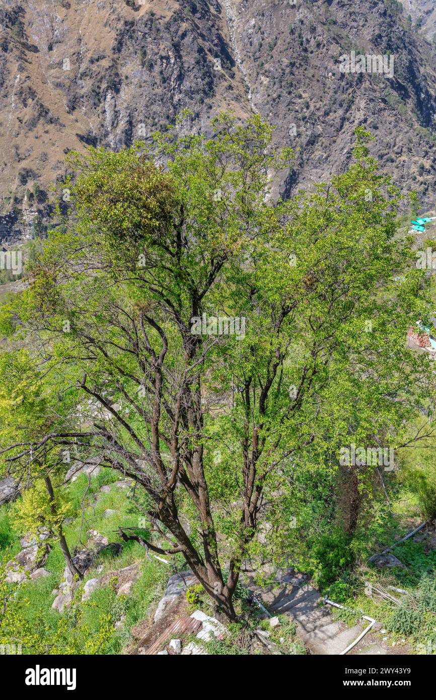 Satluj valley, Himachal Pradesh, India Stock Photo - Alamy