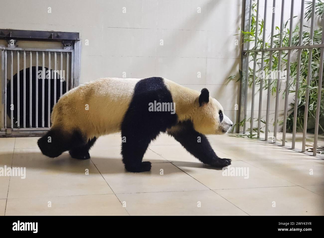 (240404) -- CHENGDU, April 4, 2024 (Xinhua) -- This photo taken on ...