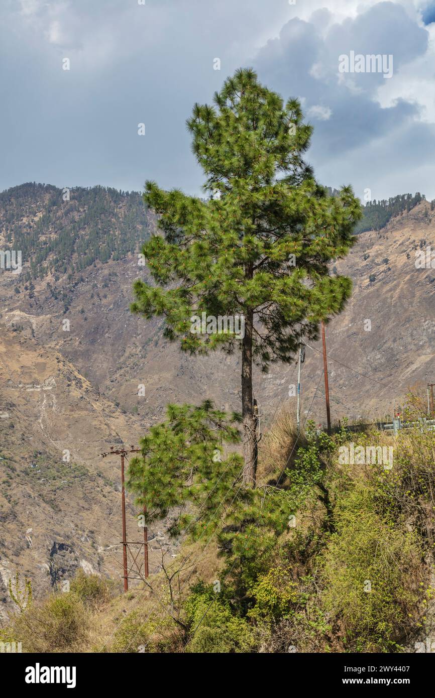 Satluj valley, Himachal Pradesh, India Stock Photo - Alamy