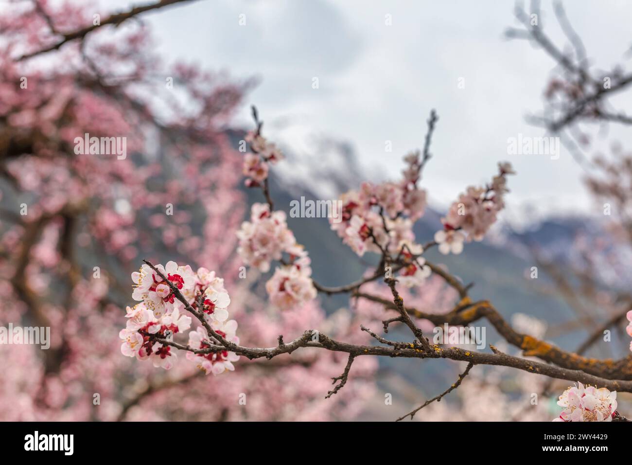 Cherry tree india hi-res stock photography and images - Alamy