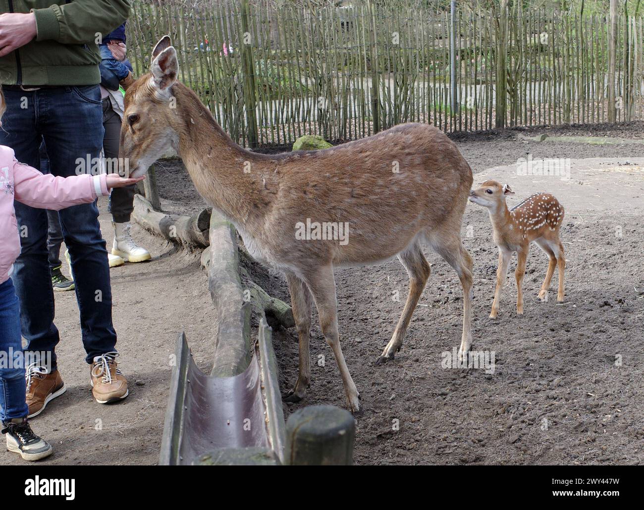 Nordhorn, Germany March 20 2024 People feeding the sika deer. A doe ...
