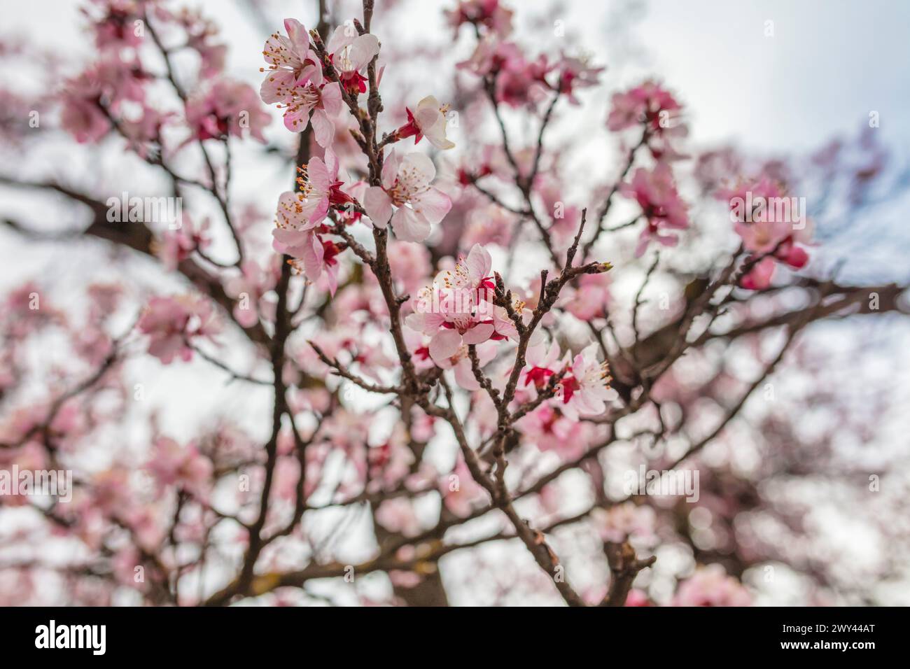 Cherry tree india hi-res stock photography and images - Alamy