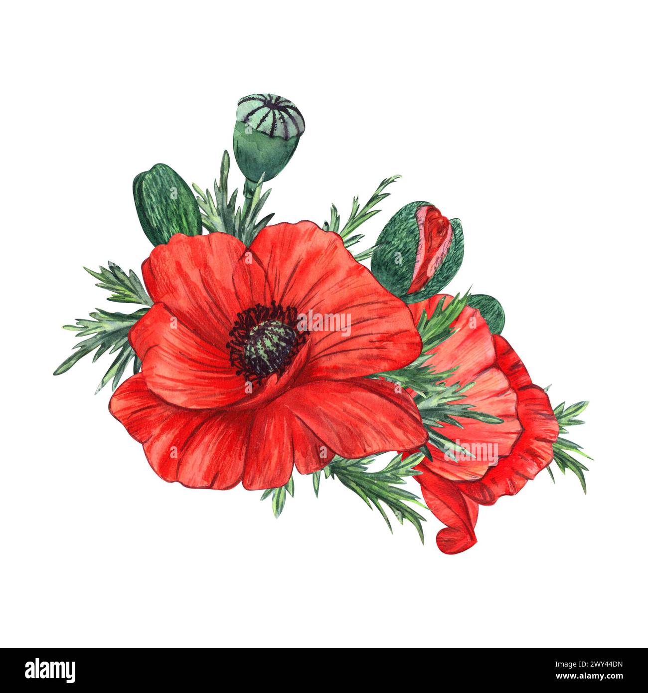 Botanical composition with red poppies, drawn in watercolor on a white ...