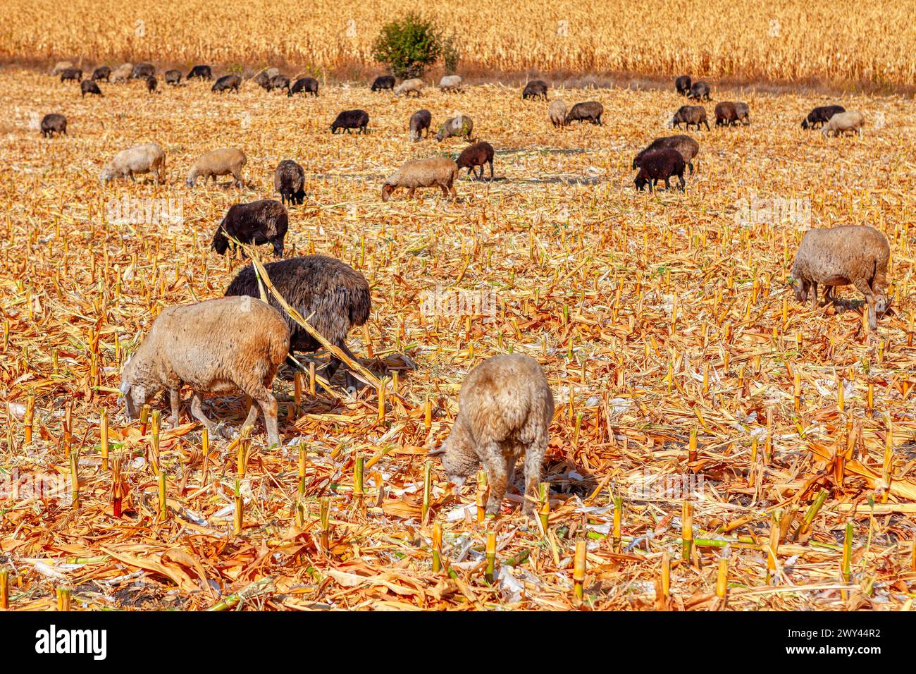 Cirnfield hi-res stock photography and images - Alamy