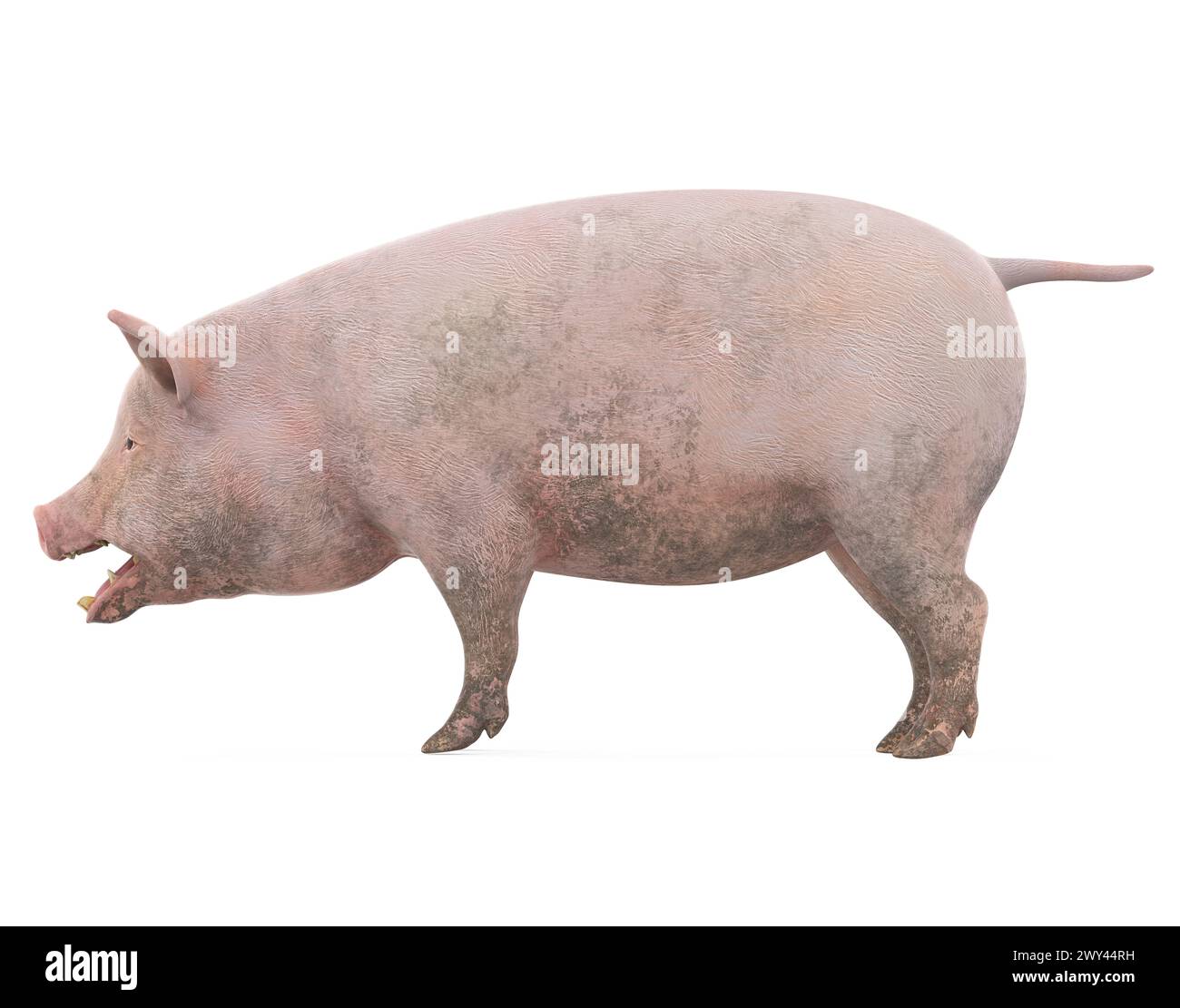 Domestic Pig Isolated Stock Photo - Alamy