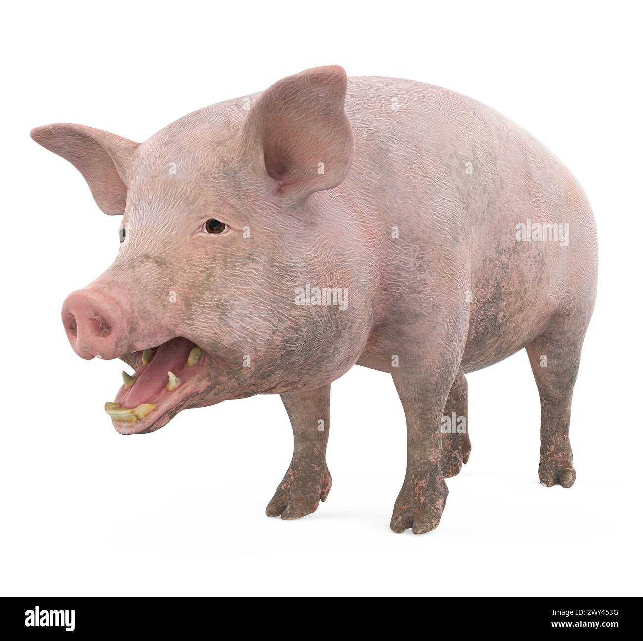Domestic Pig Isolated Stock Photo - Alamy