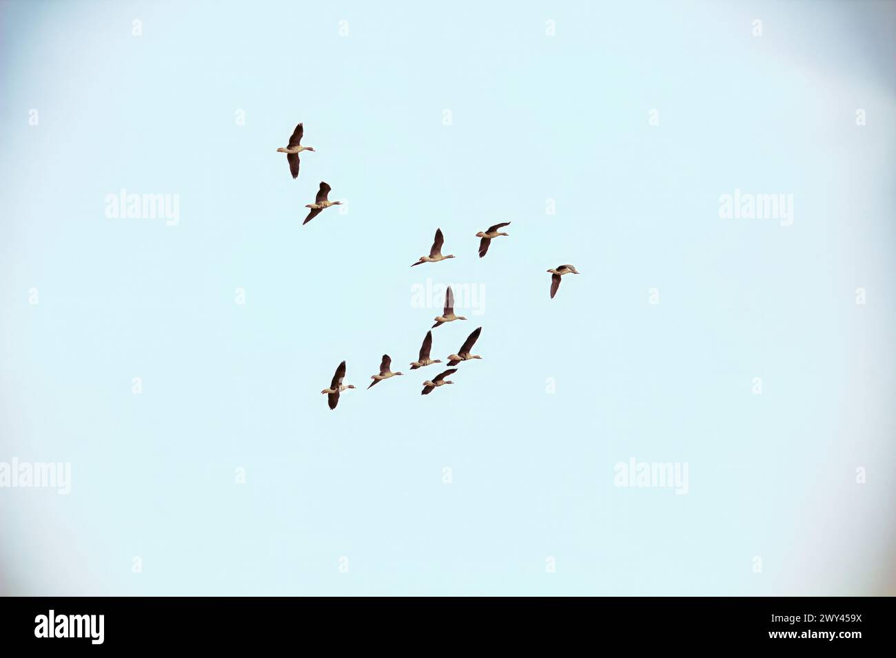 flying flock of Greylag goose (Anser anser), bird migration Stock Photo ...