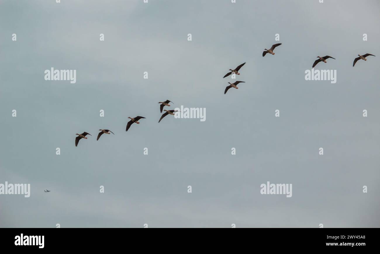 Birds following plane hi-res stock photography and images - Alamy