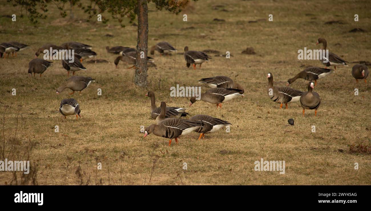 flock of Geese forage food when they fly to North from South spring ...