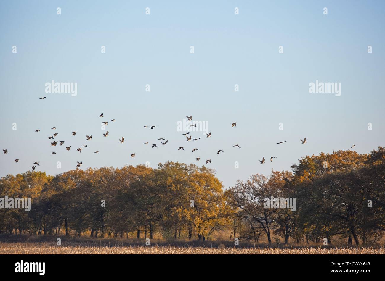 Crows in sunset sky hi-res stock photography and images - Alamy