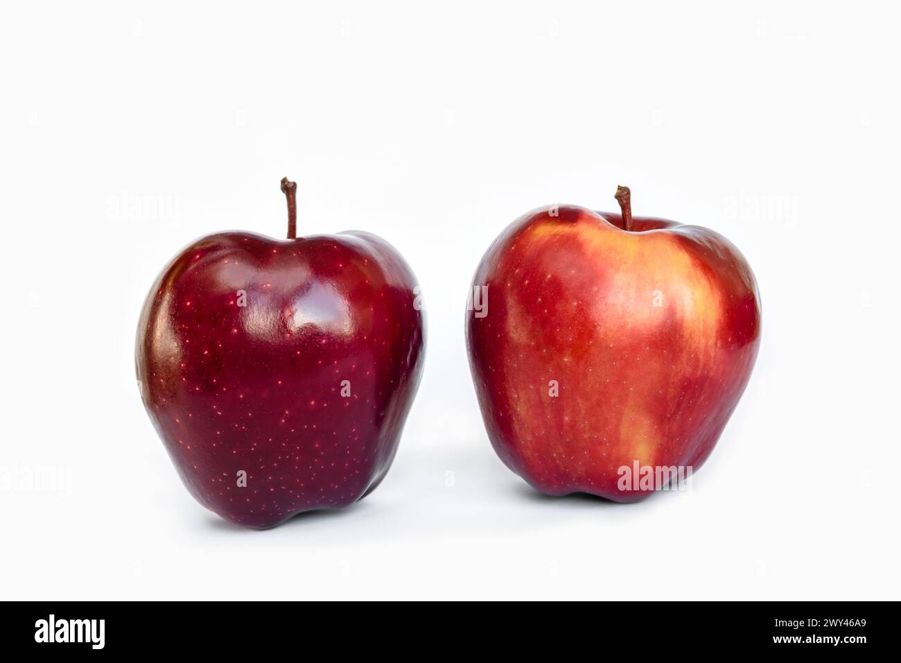 Two apples of the Red Delicious (Red Chief) variety on white background ...
